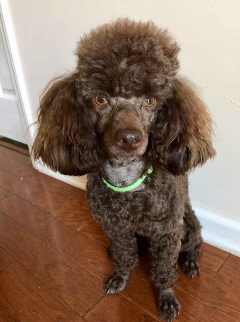 Love My Doodles Puppy Parents Sire Dam | Love My Doodles