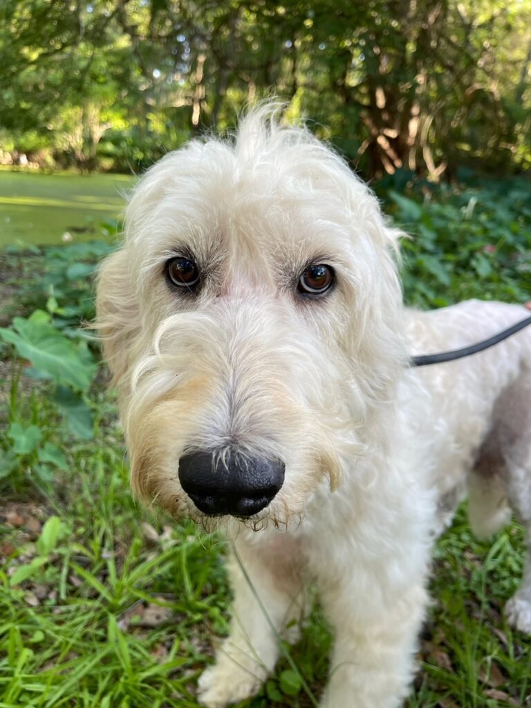Love My Doodles Puppy Parents Sire Dam | Love My Doodles