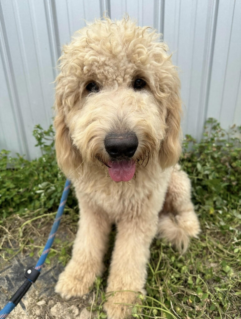 Love My Doodles Puppy Parents Sire Dam | Love My Doodles